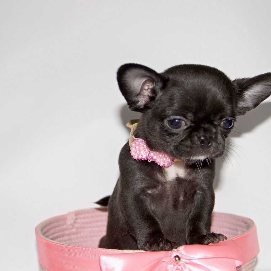 Чихуахуа Черная Орхидея