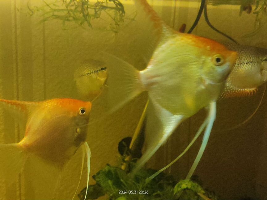 Аквариумные рыбки