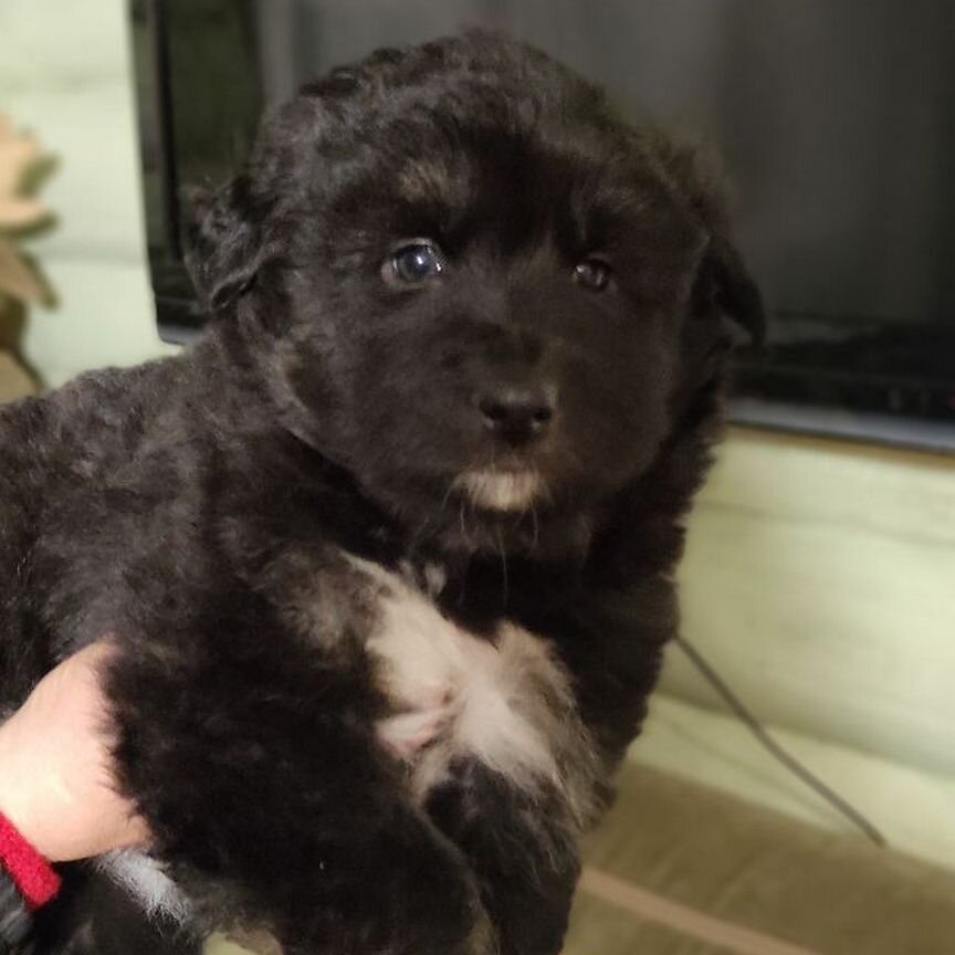 Щенок метис