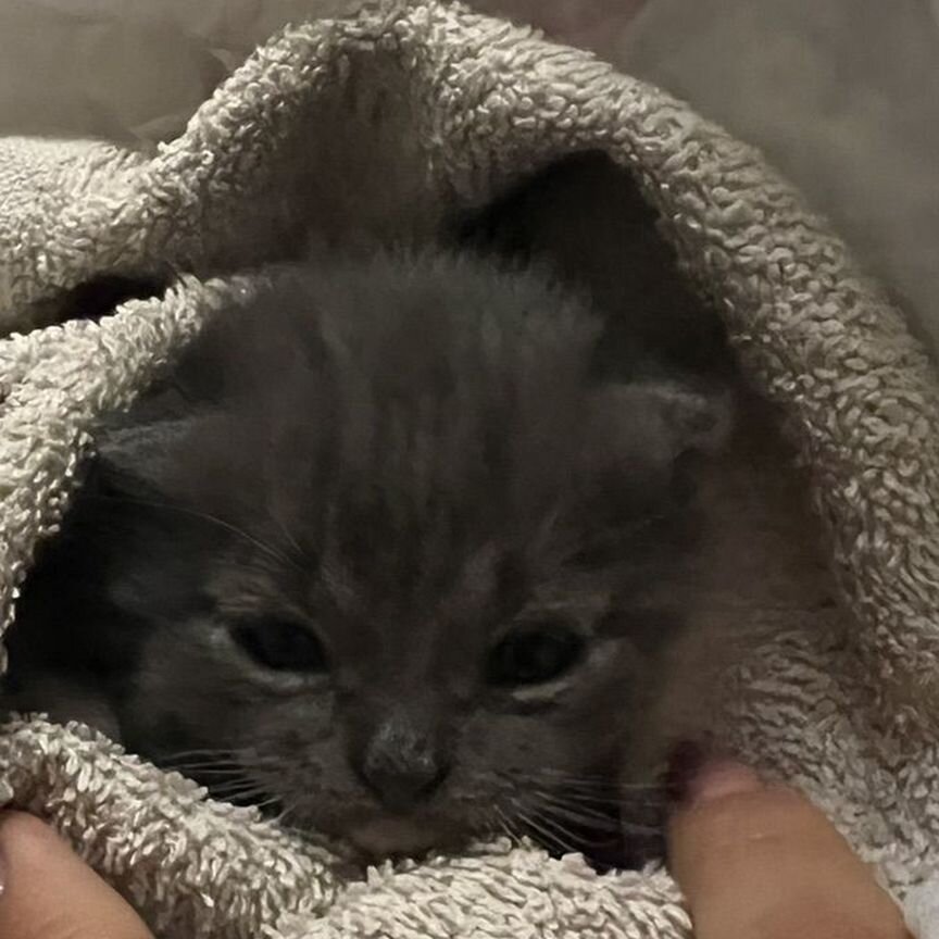 Котенок в добрые руки