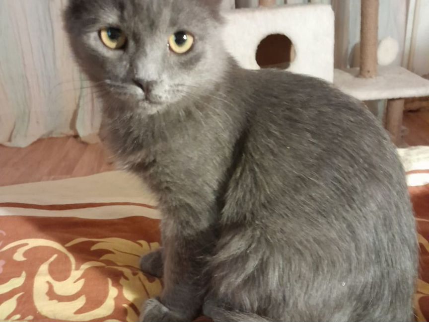 Котенок в добрые руки