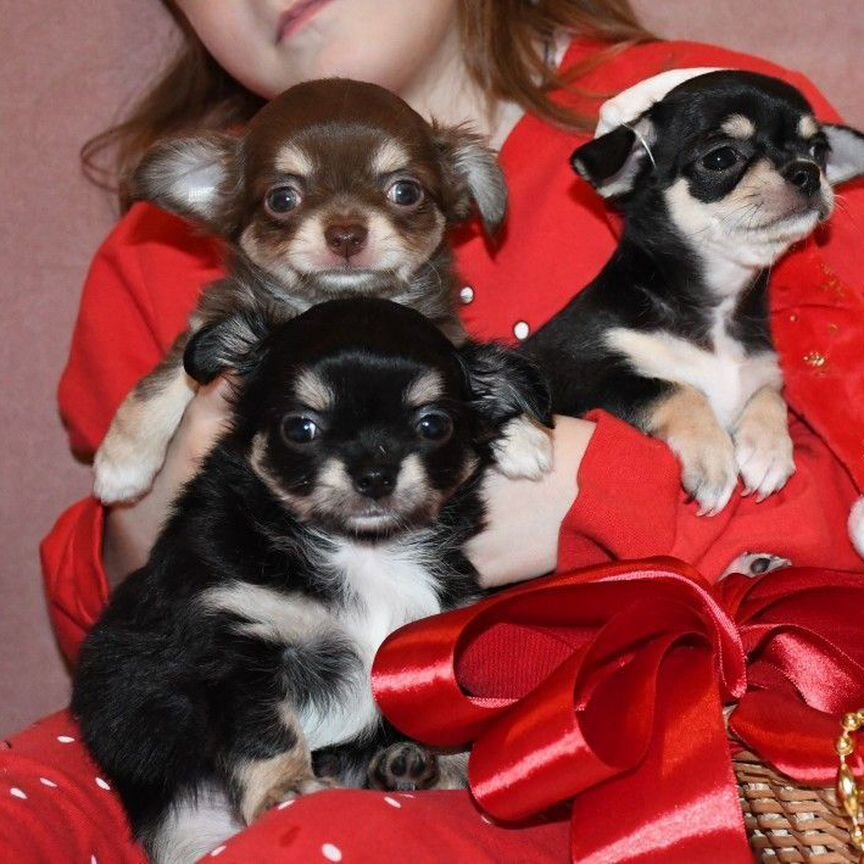 Чихуахуа, щенок