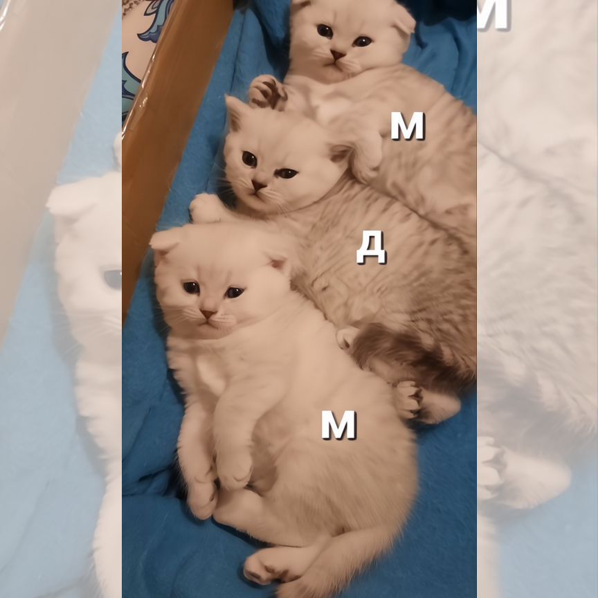 Шотландский вислоухий короткошёрстный котёнок