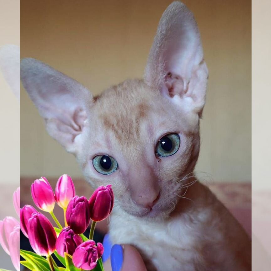 Корнишрекс котята