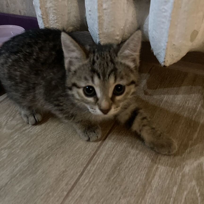 Котёнок я всему приучен бесплатно