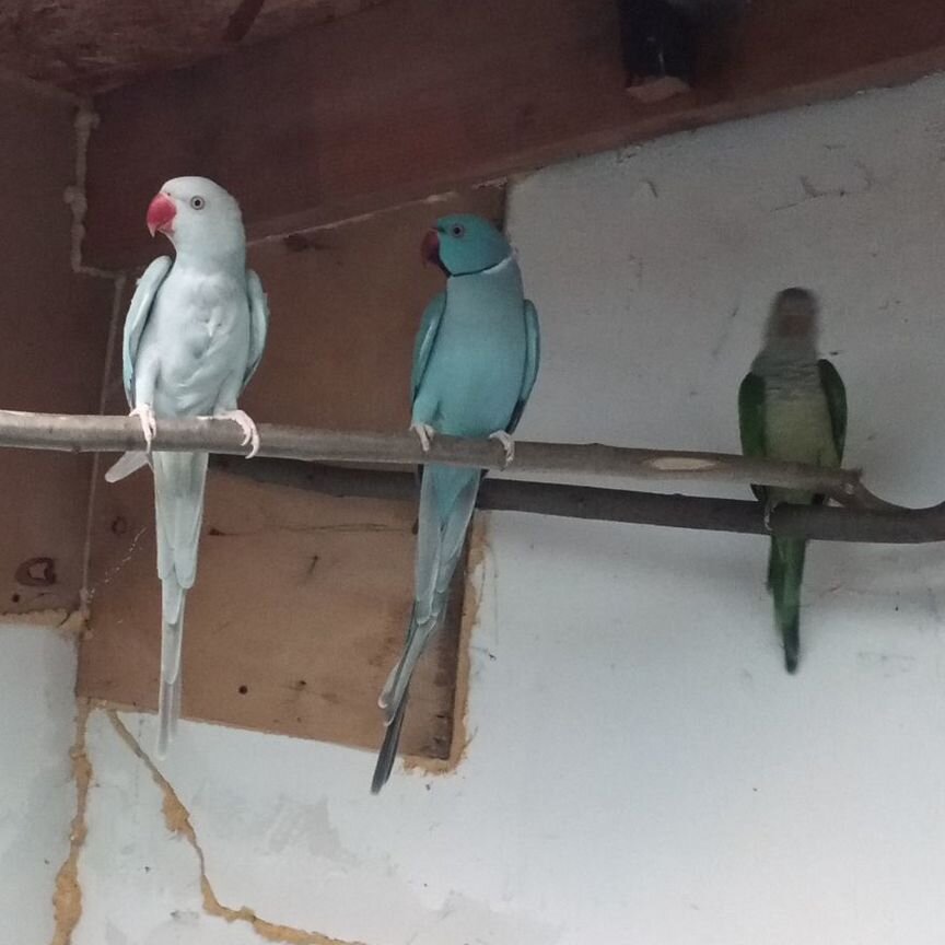 Ожереловые попугаи