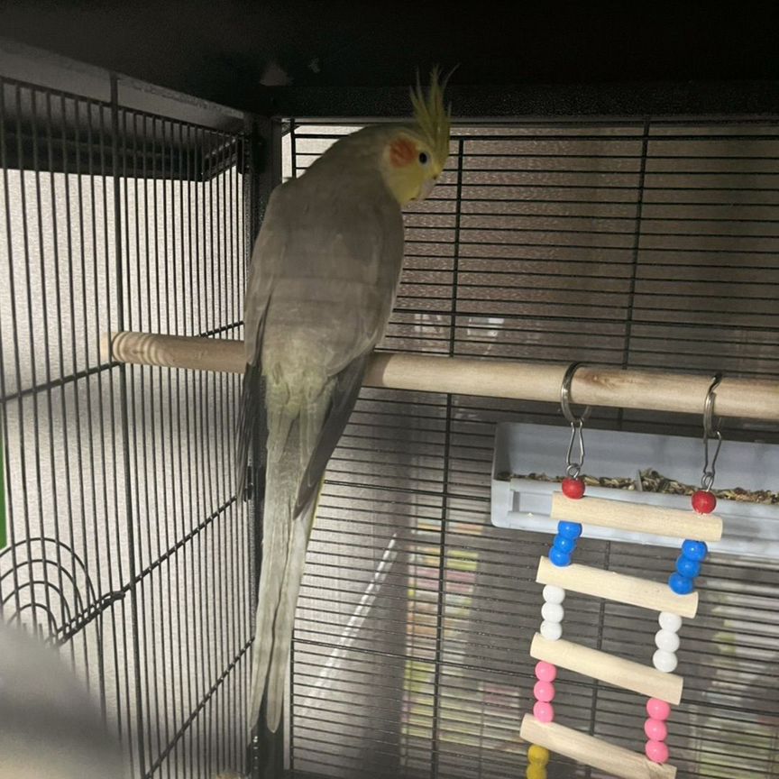 2 попугая корелла