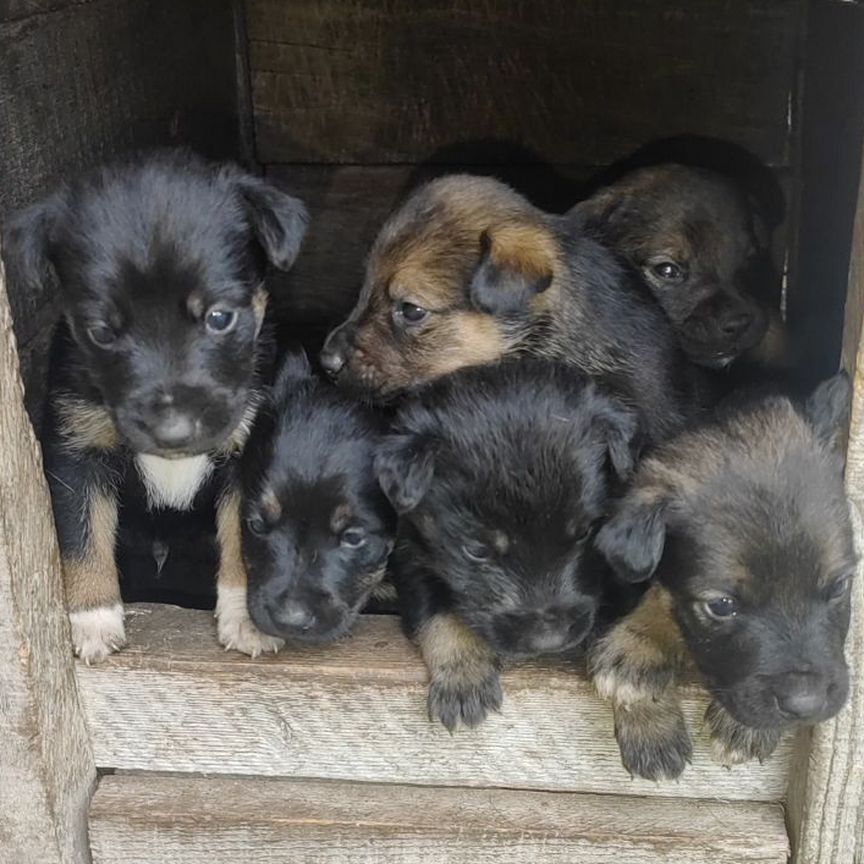 Щенок в добрые руки