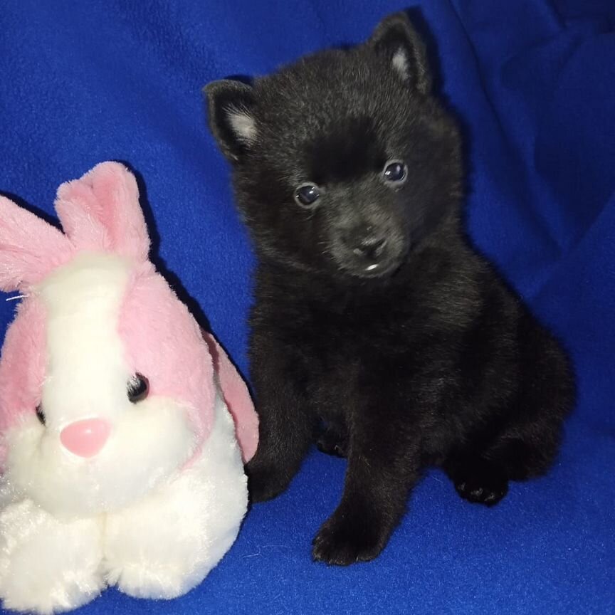 Щенки схипперке