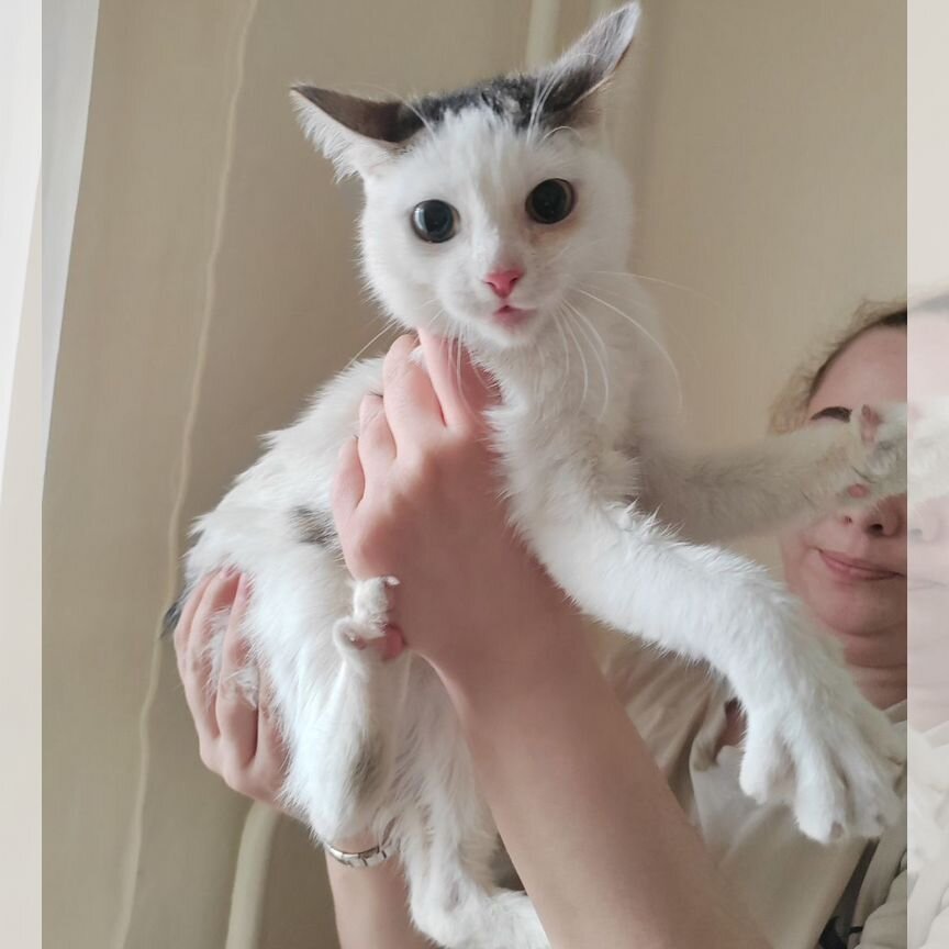 Ориентальный котёнок