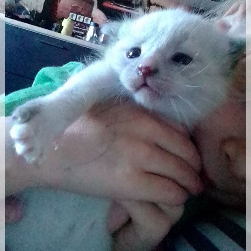 Котята