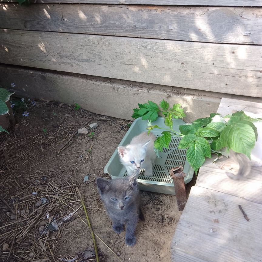 Котята в добрые руки