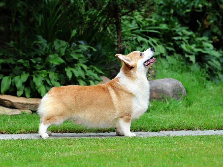 Мальчик вельш корги пемброк -4 года