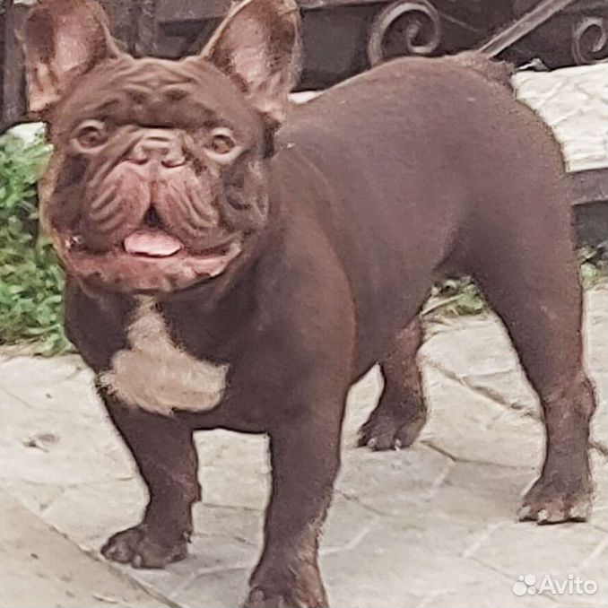 Шоколадный красавец вязка изабелла