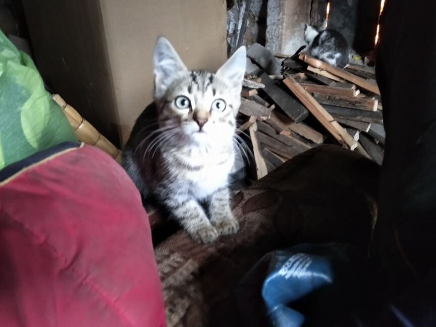 Котята в добрые руки (6 штук)