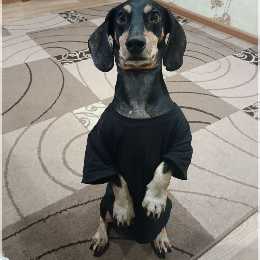 Такса, взрослый пёс