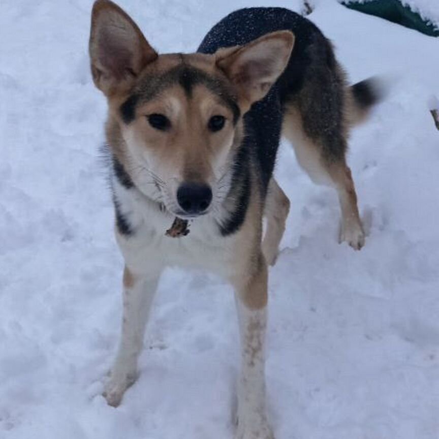 Собака в добрые руки