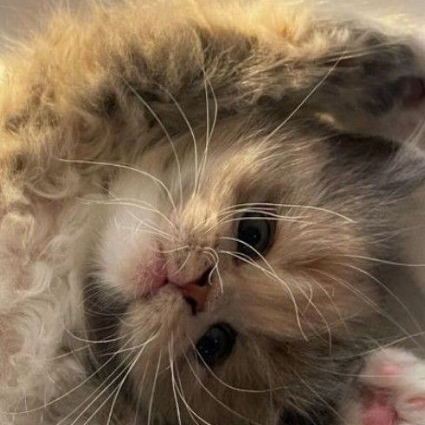 Милый кот