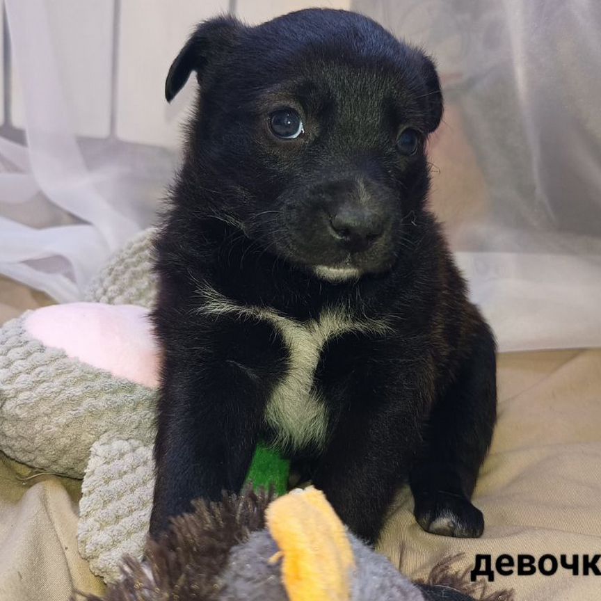 Щенок в добрые руки