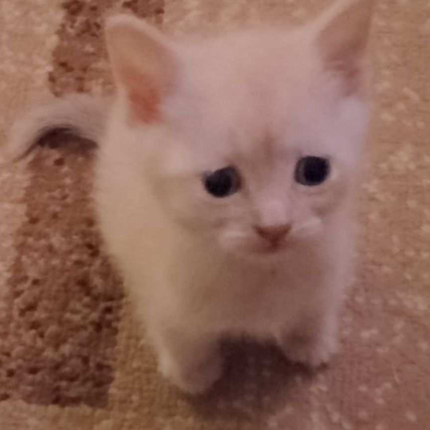 Котенок