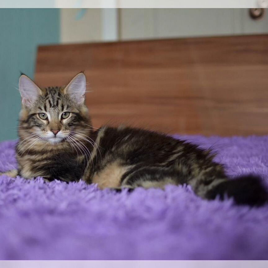 Котёнок норвежской лесной кошки