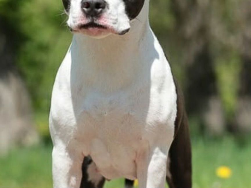 Щенки стаффорда