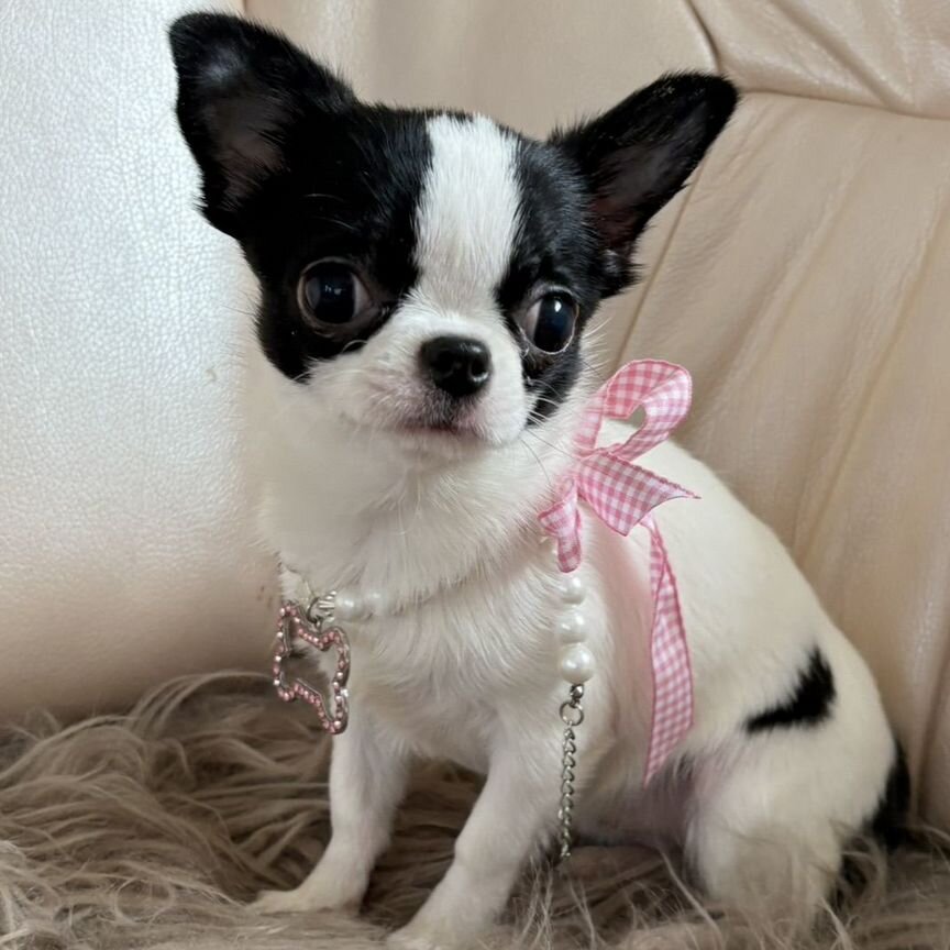 Чихуахуа, щенок