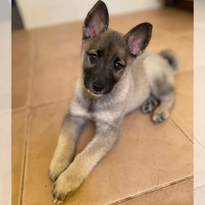 Щенок-девочка Ванилька