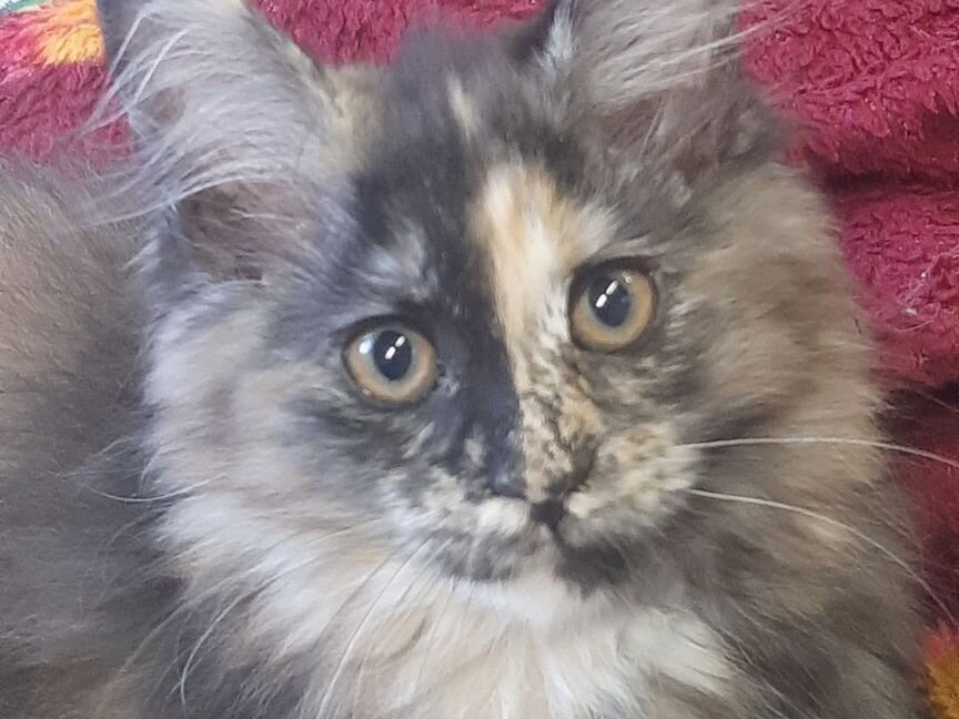 Котята