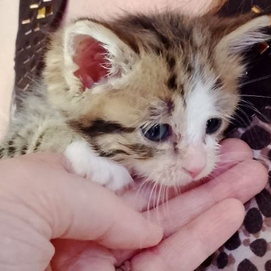 Котёнок в добрые руки