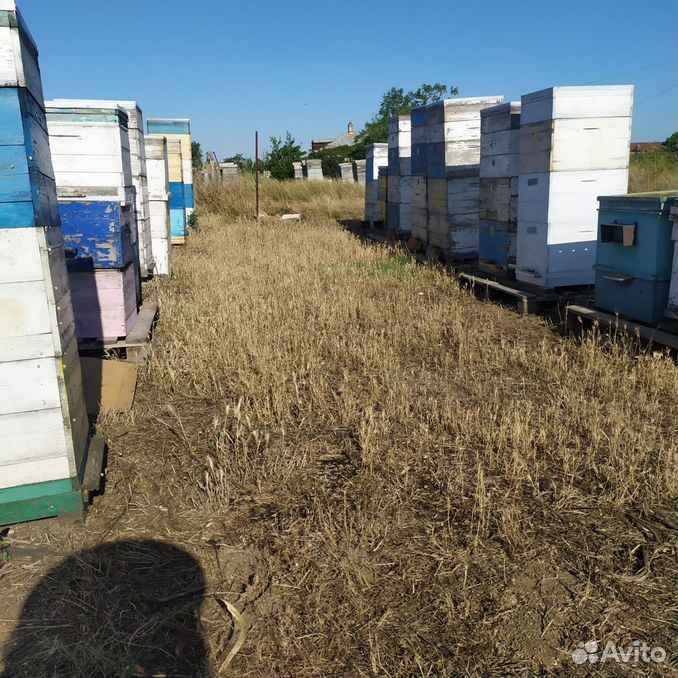 Продам пасеку