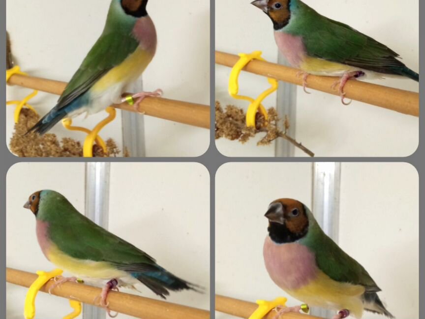 Самка Амадина Гульда (синегенная)