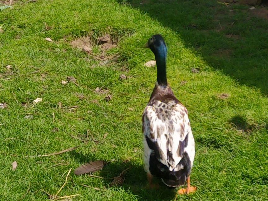 Чистокровный селезень (Индийский бегунок)