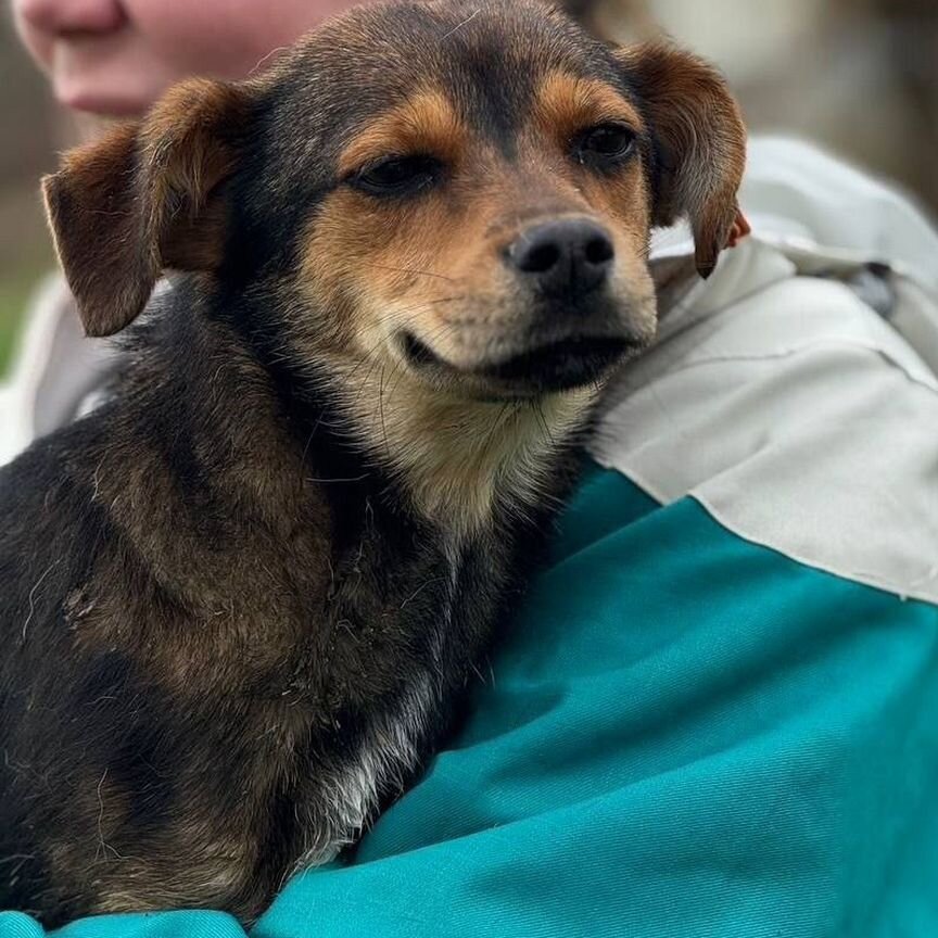 Щенок в добрые руки