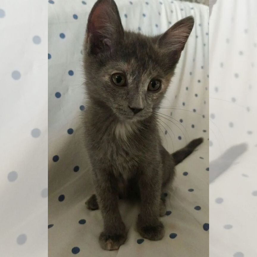 Котёнок в добрые руки