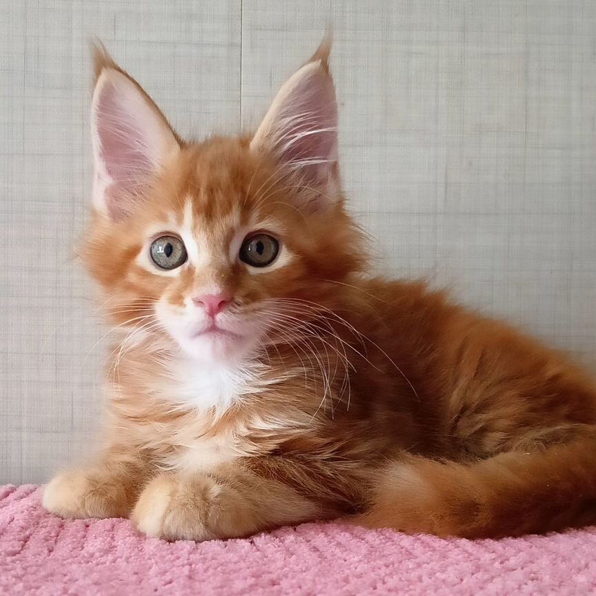 Котята мейн-кун