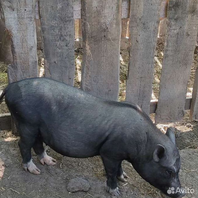 Кабан на племя