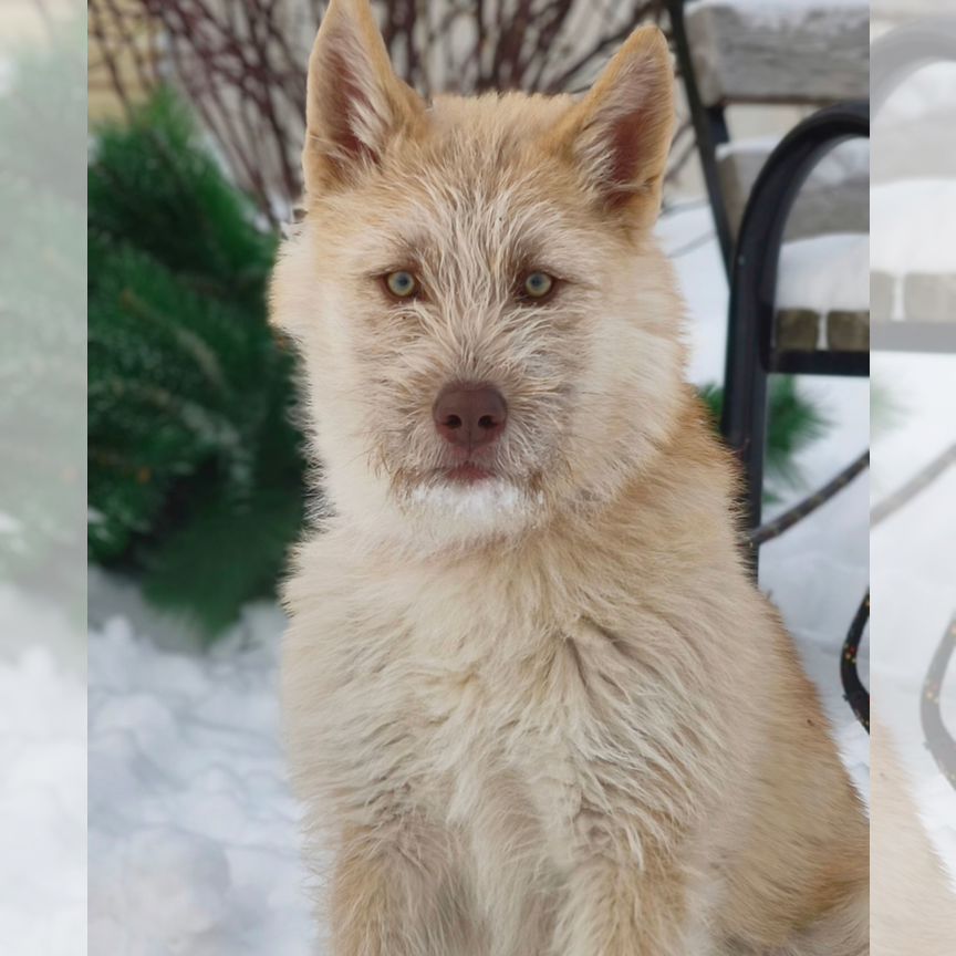 Щенок в добрые руки