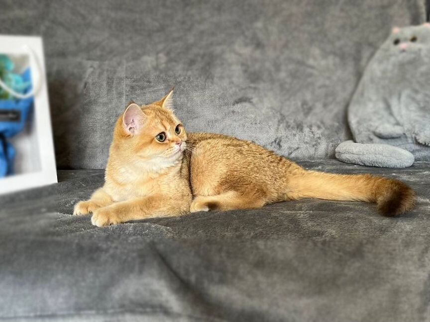 Золотые шотландские котята