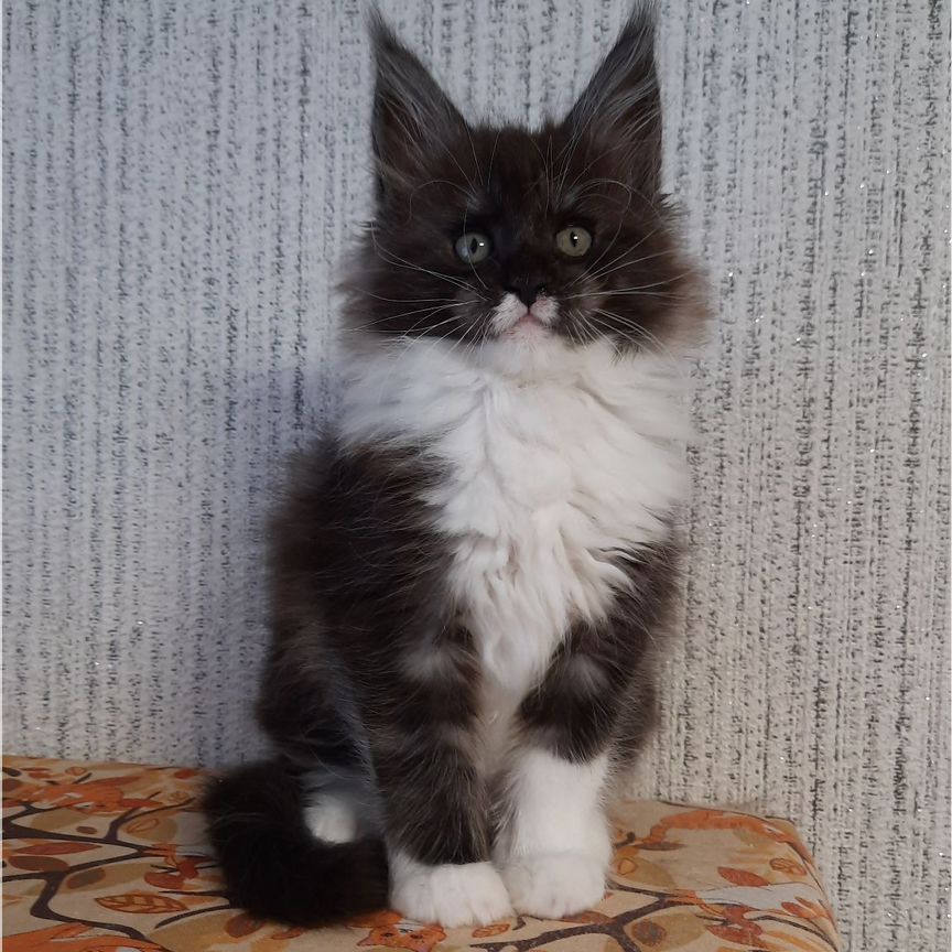 Красотка мейн кун