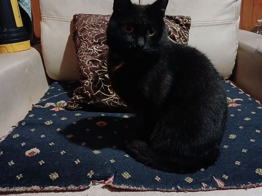 Кошкав добрые руки, желательно в частный дом