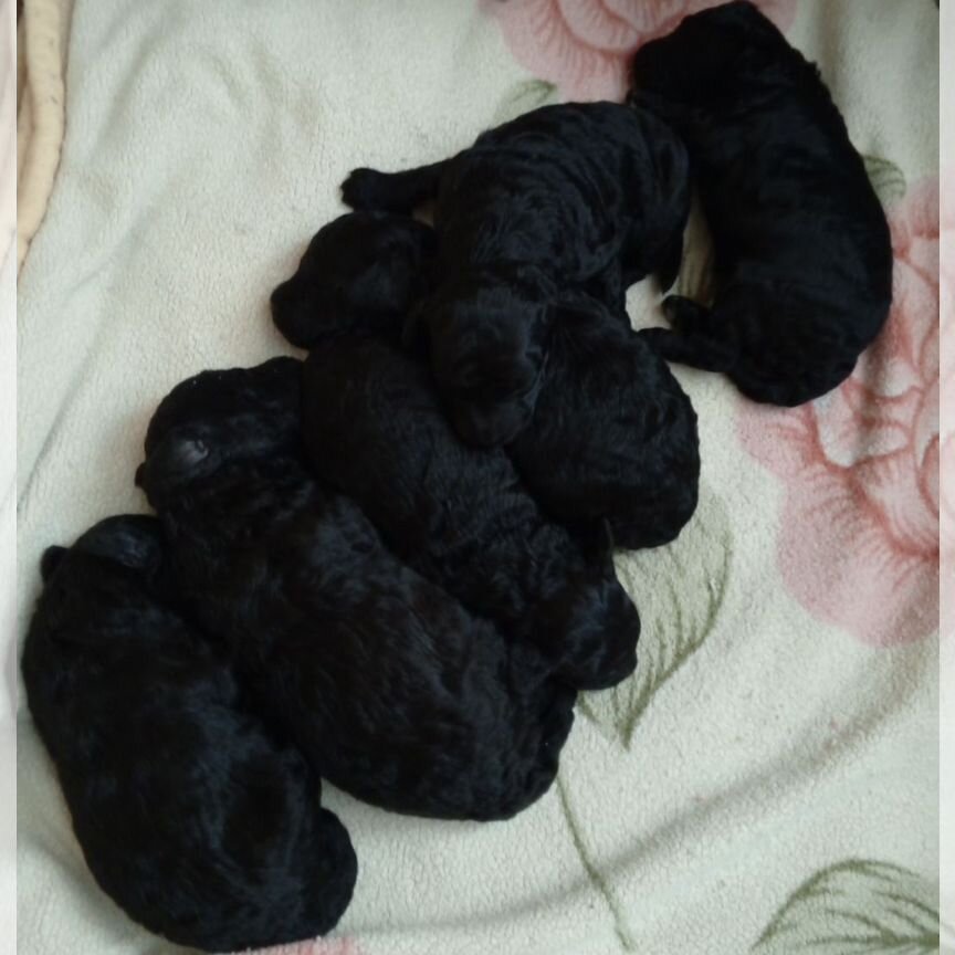 Той-пудель, щенок