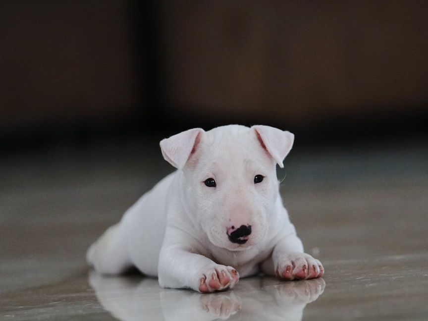 Белые красотки мбт