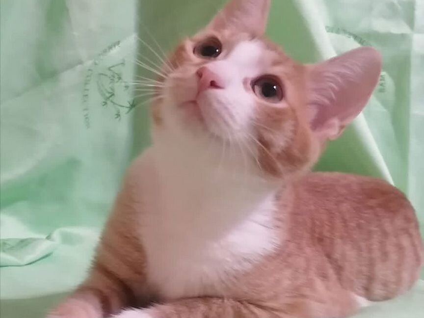 Котенок Коржик 6 месяцев