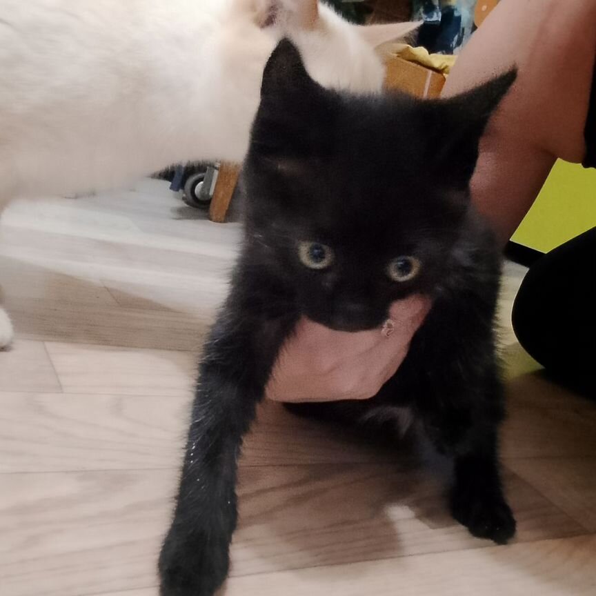 Котёнок (девочка)