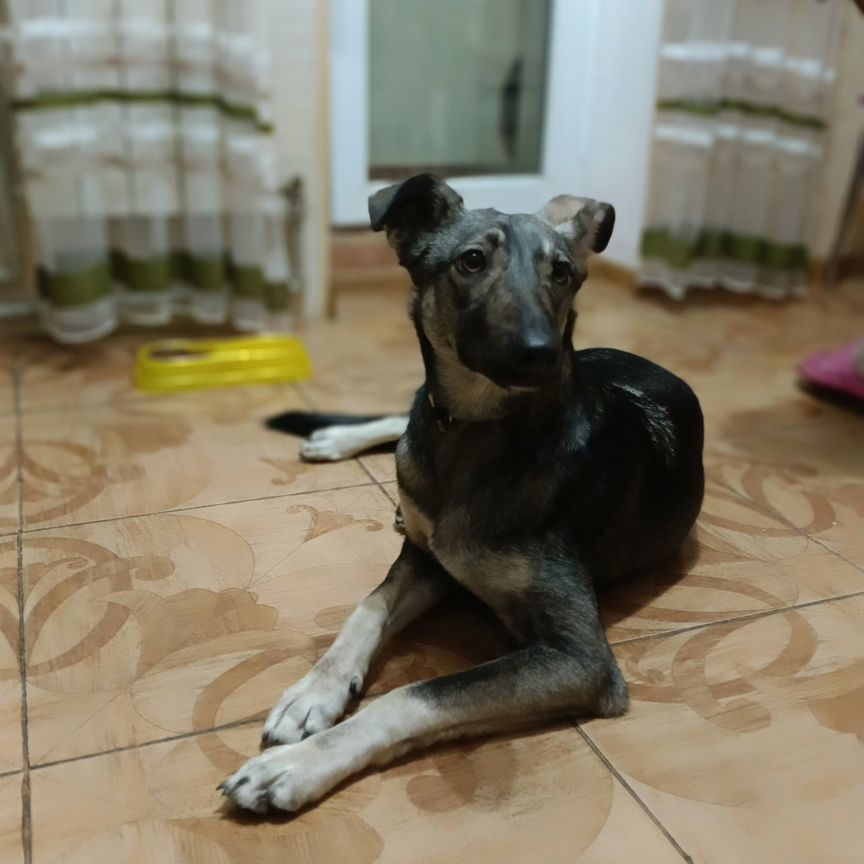 Молодая собачка щенок