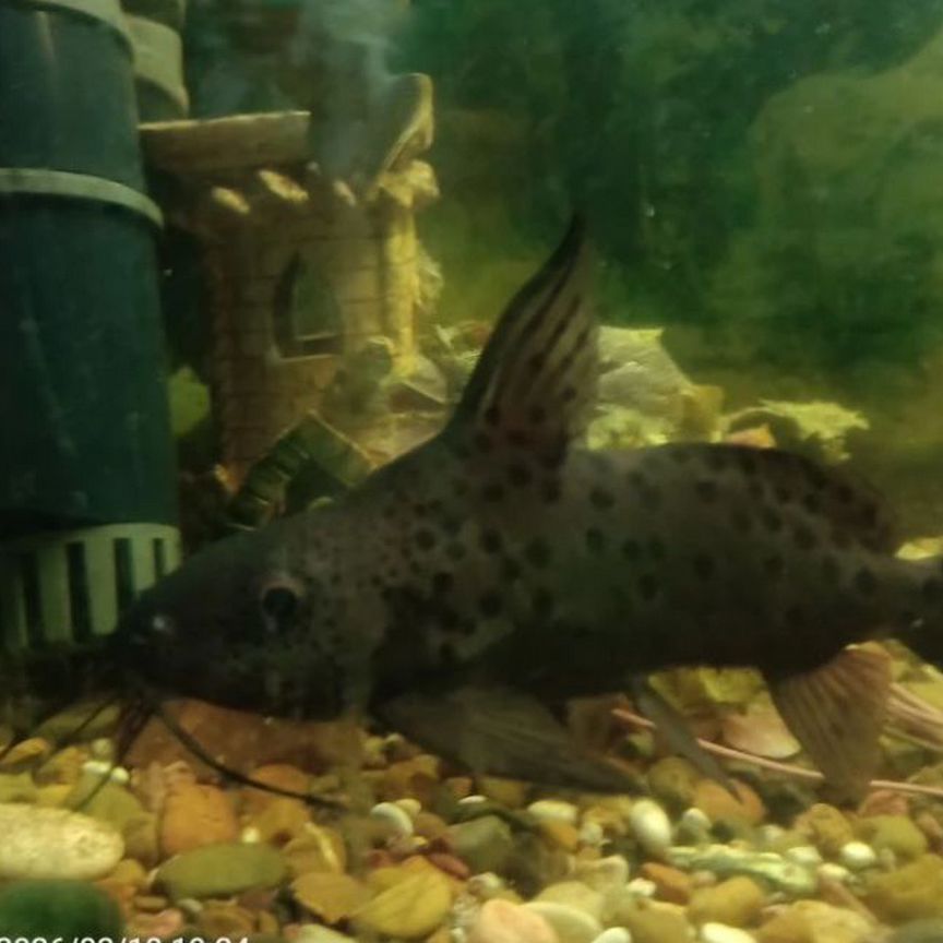 Сомик аквариумный