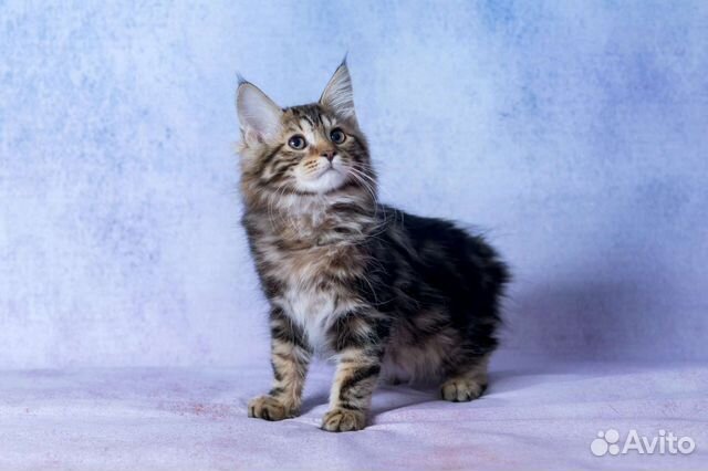Котёнок Курильского бобтейла