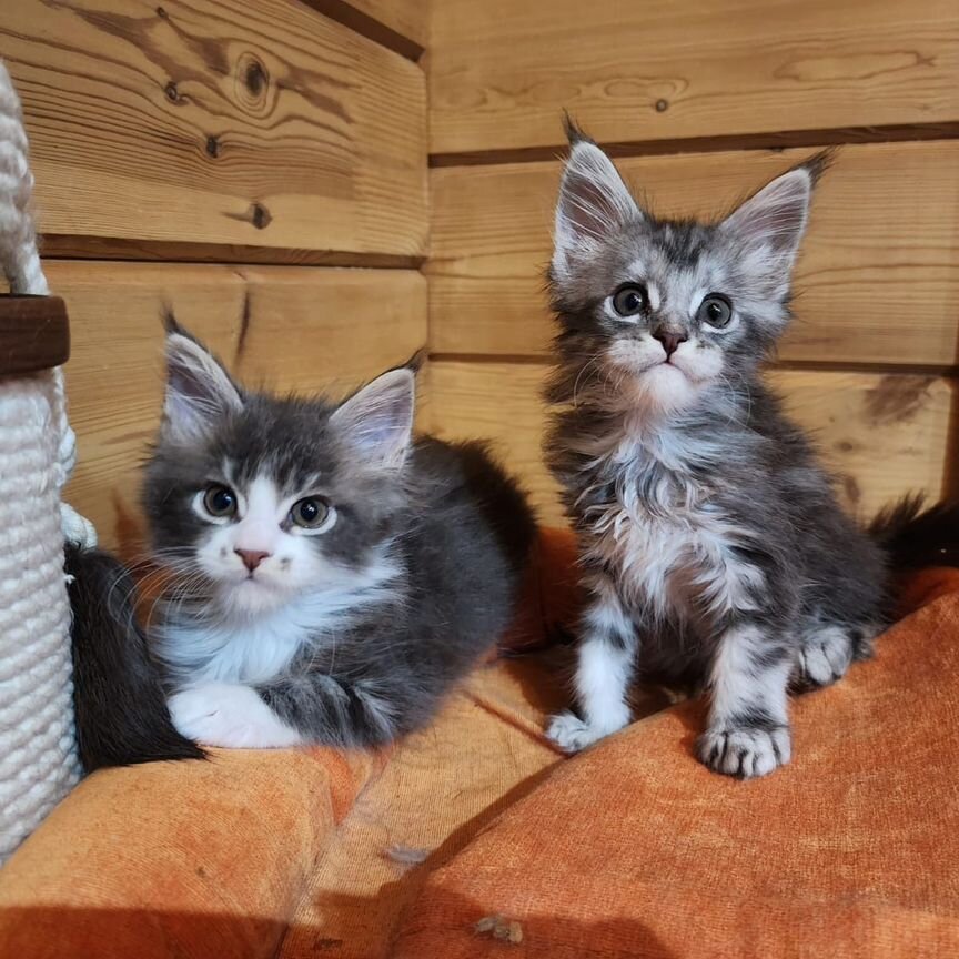 Котята мейн-кун в любимцы и в разведение
