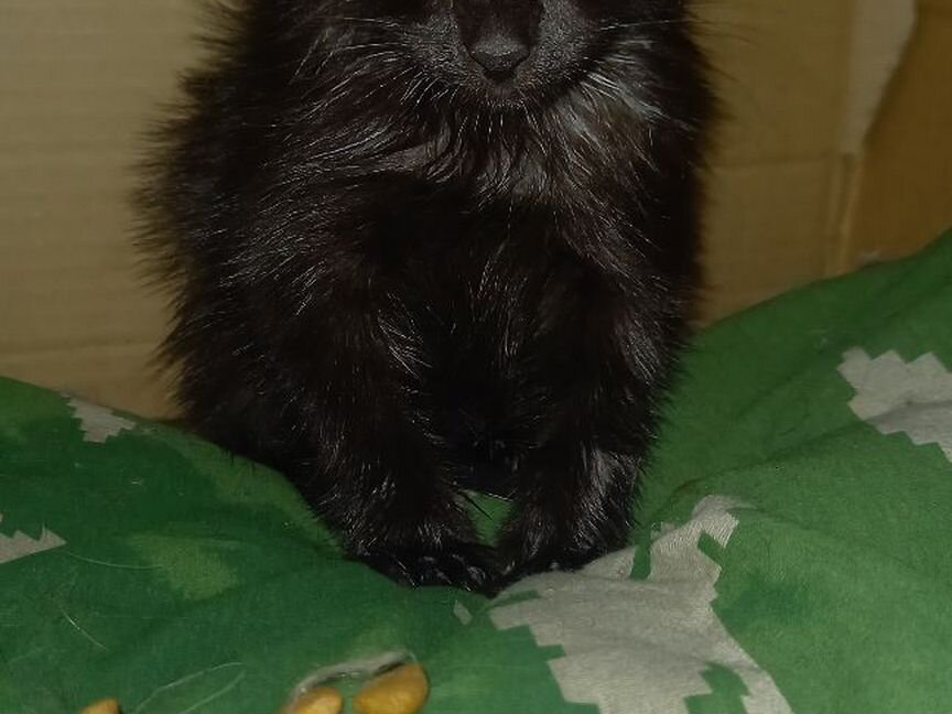 Котёнок. На вид 1-2 месяца
